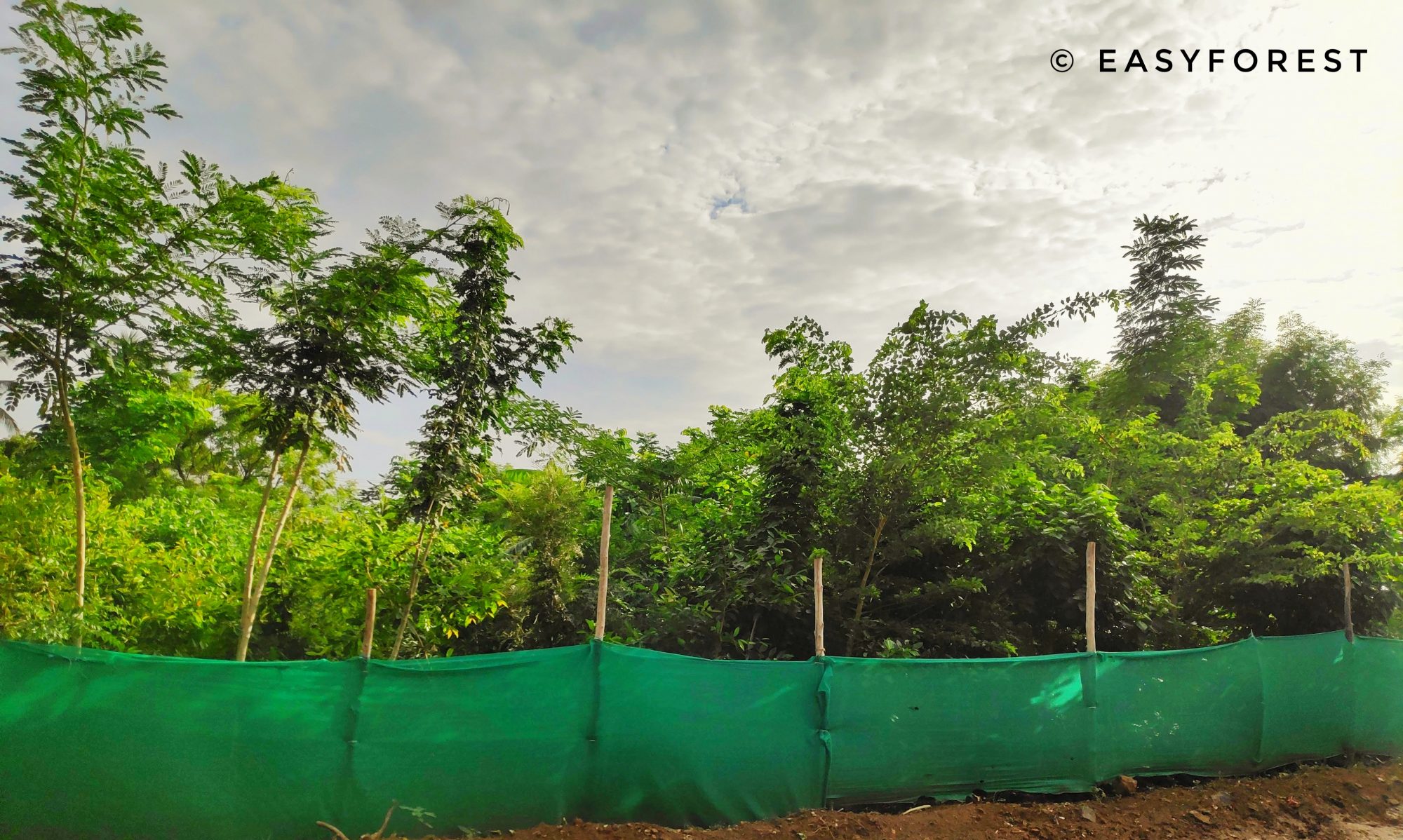 EasyForest (KALPAVRIKSHA) – Dense forests, sacred roots, resilient farms.